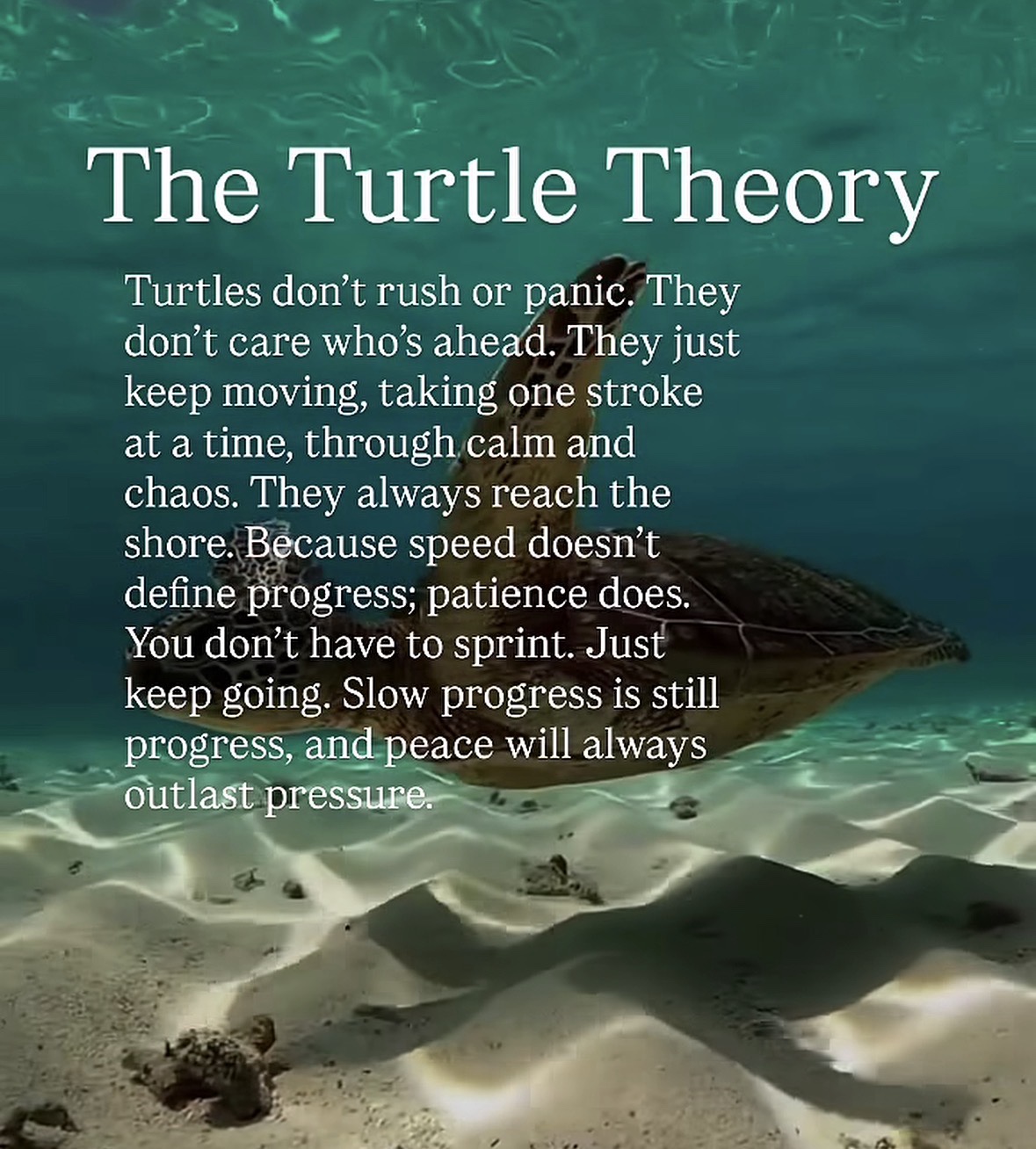 The Turtle Theory – Kenrick Vaz